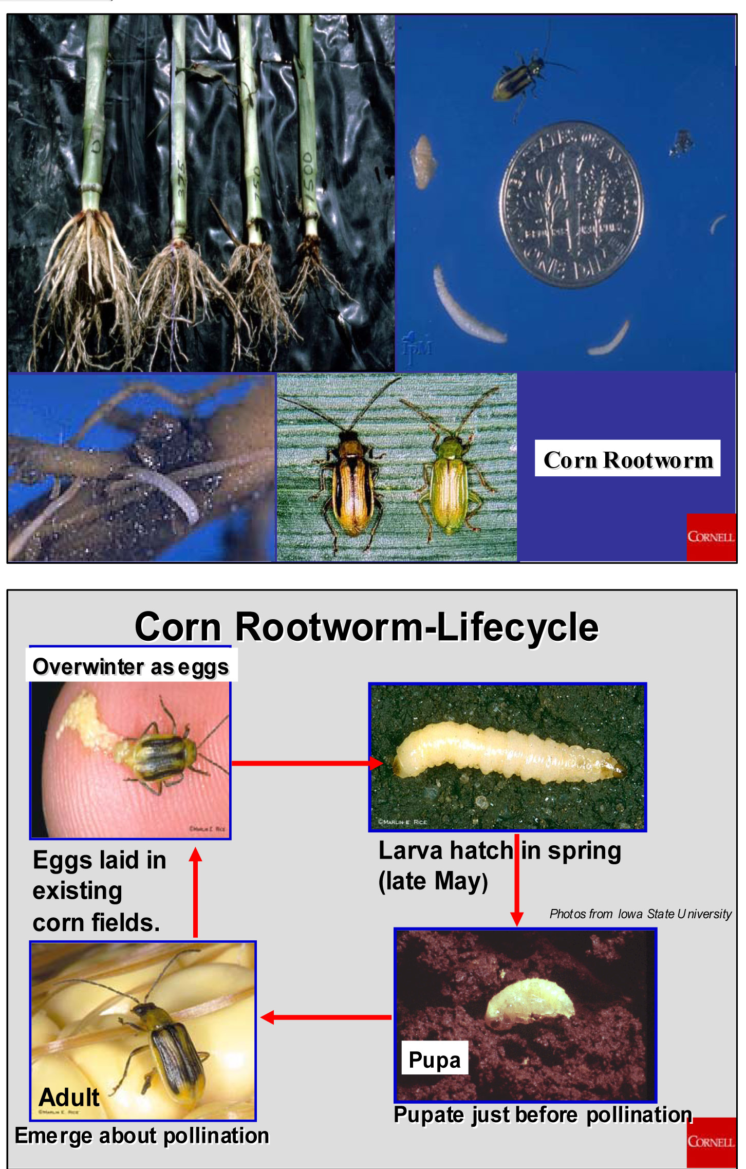 Certified Crop Advisor study resources (Northeast region)