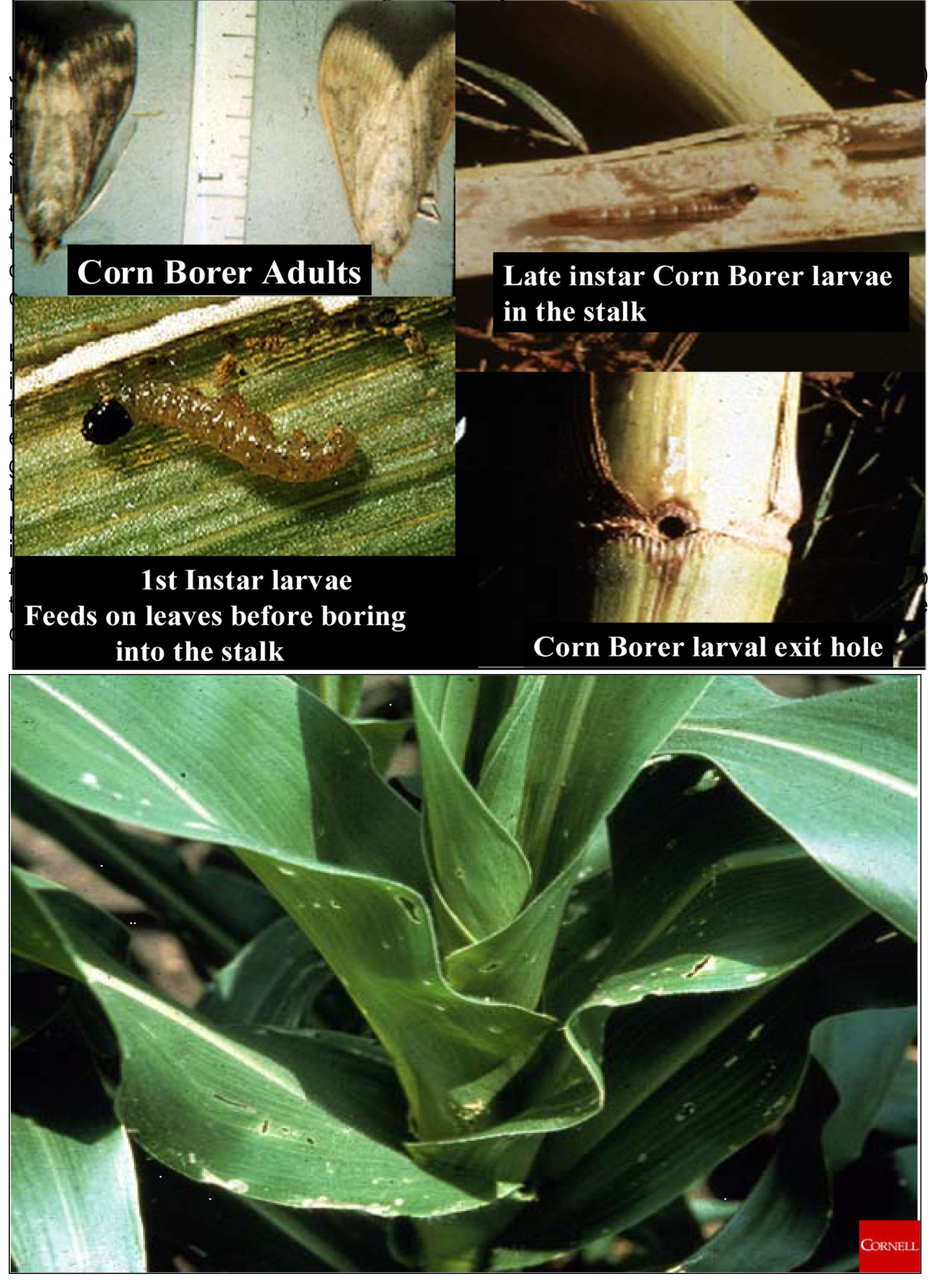 Certified Crop Advisor study resources (Northeast region)