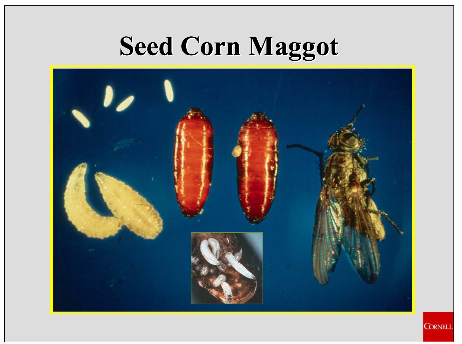 Certified Crop Advisor study resources (Northeast region)