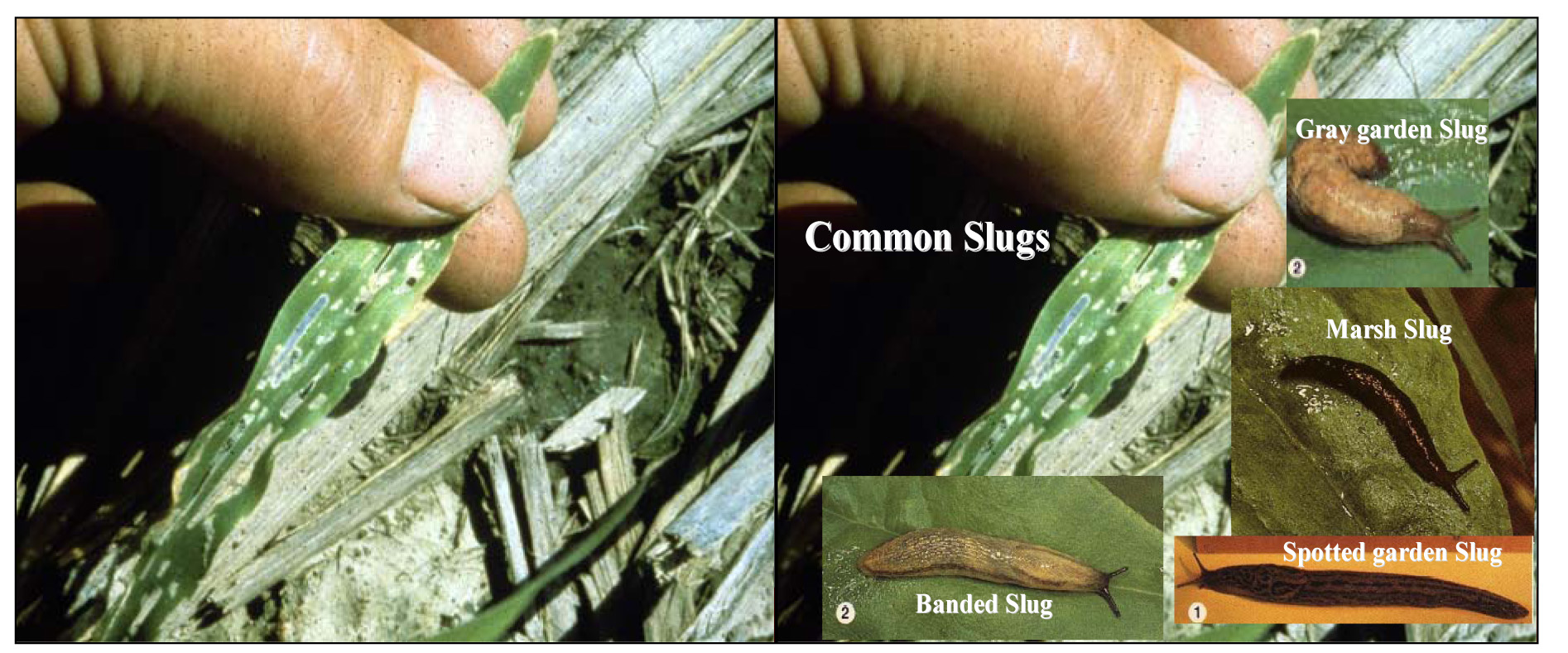 Certified Crop Advisor study resources (Northeast region)