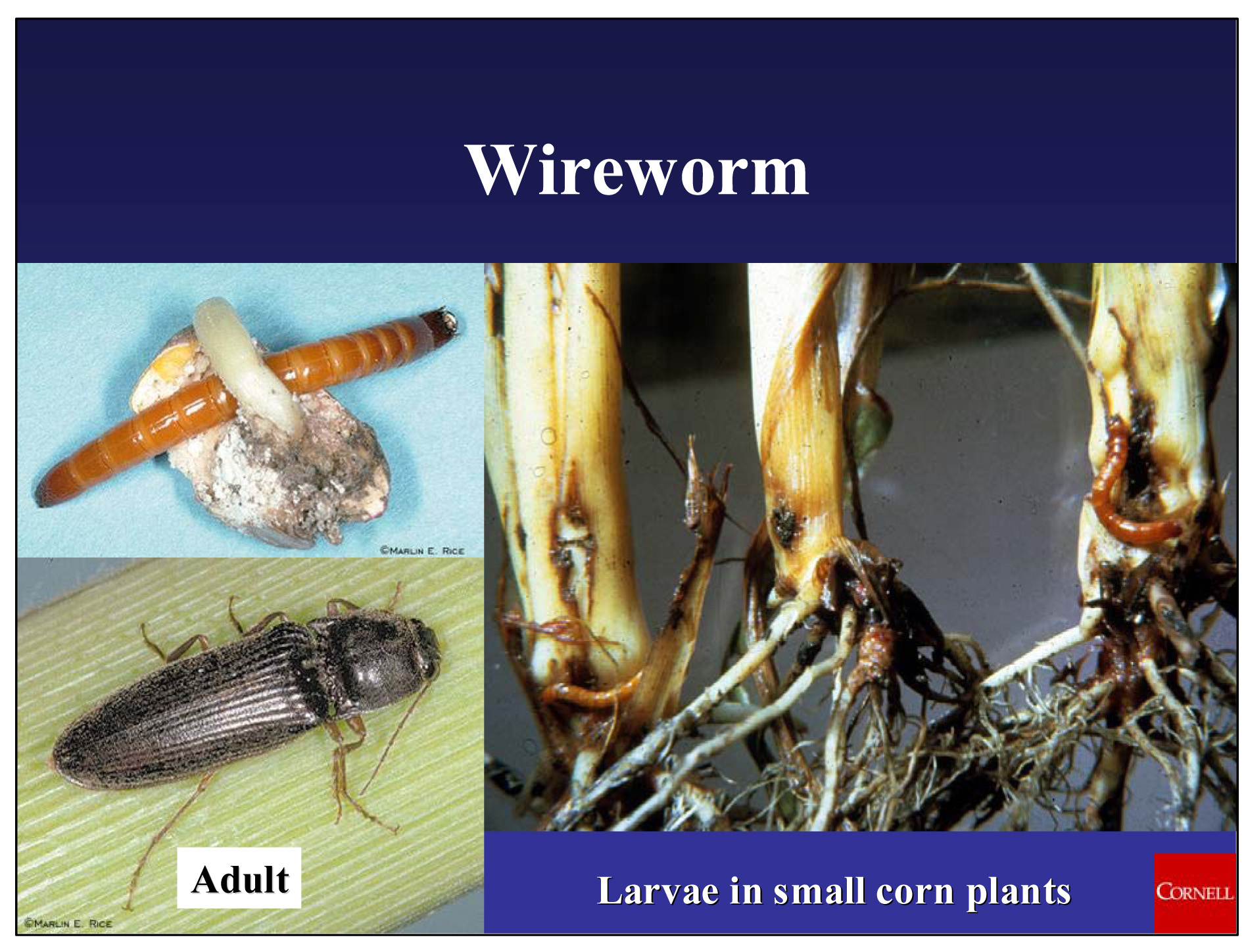 Certified Crop Advisor study resources (Northeast region)